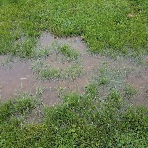 Is Your Yard Flooding? Here's How to Fix It! - TrustDALE